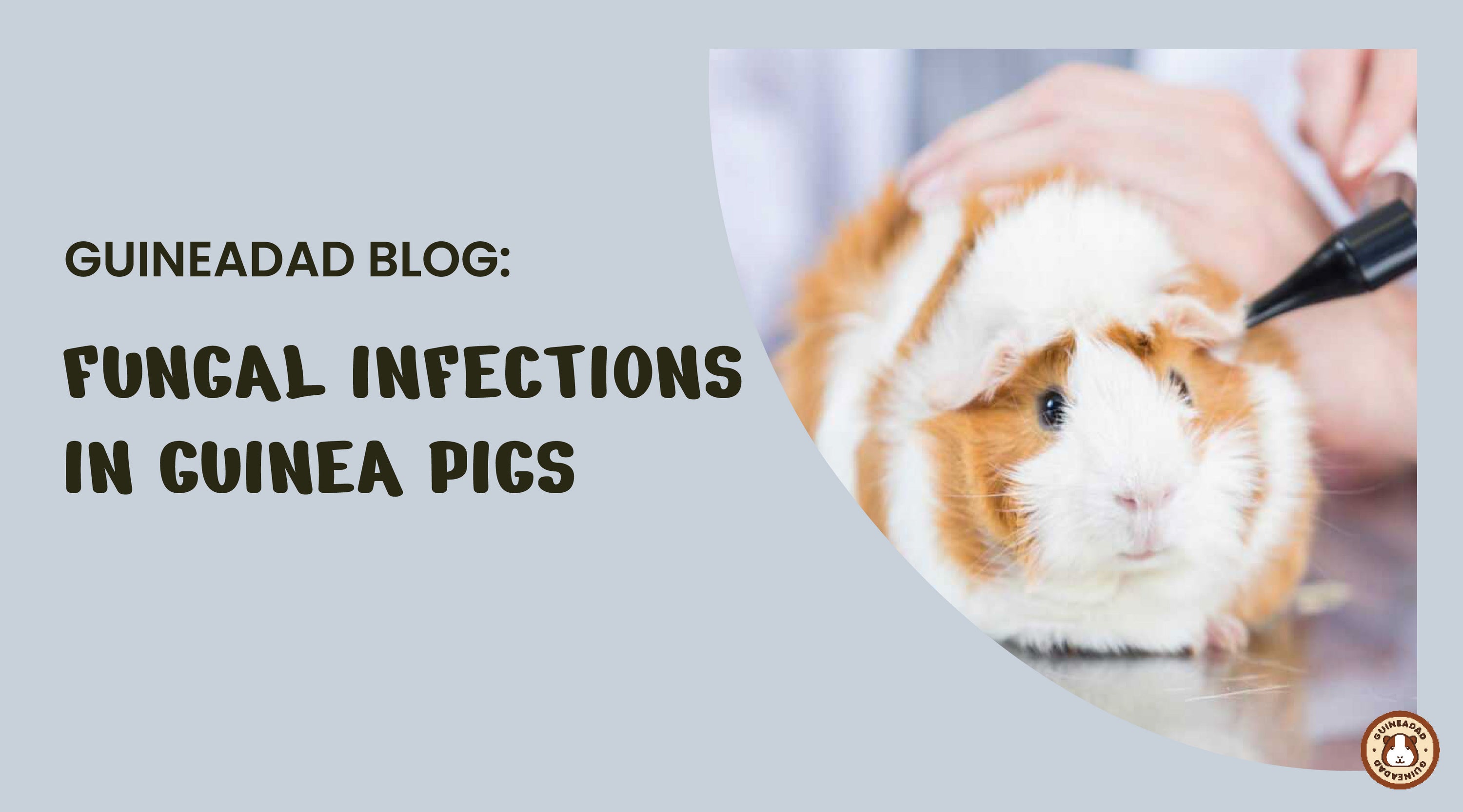 How do guinea pigs get fungal infections? – GuineaDad