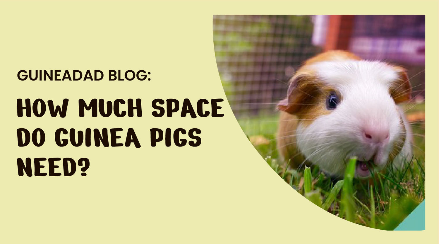 How much space do guinea pigs need? – GuineaDad