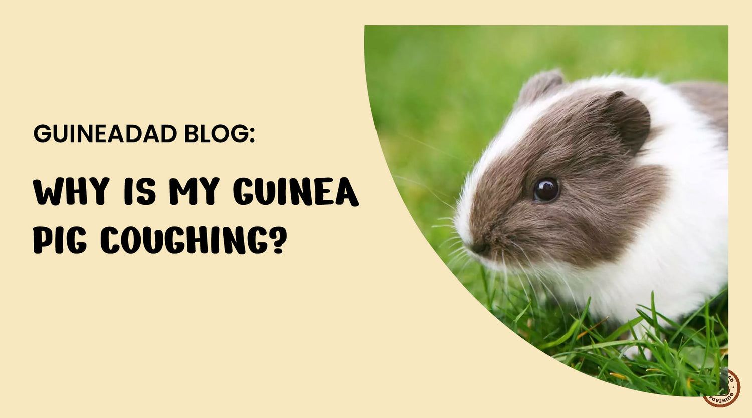 Why is my guinea pig coughing? – GuineaDad