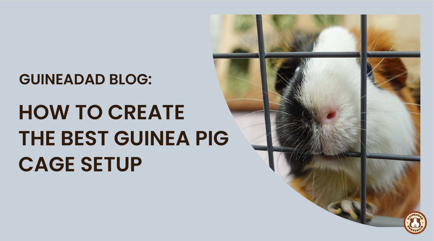 How to create the best guinea pig cage setup – GuineaDad