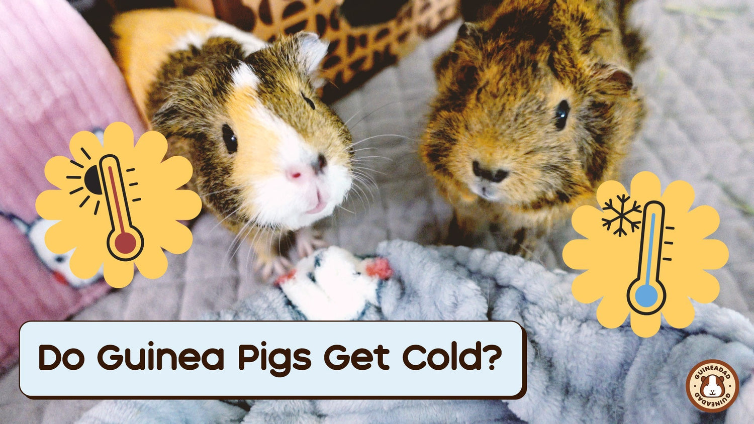 Do guinea pigs get cold? – GuineaDad