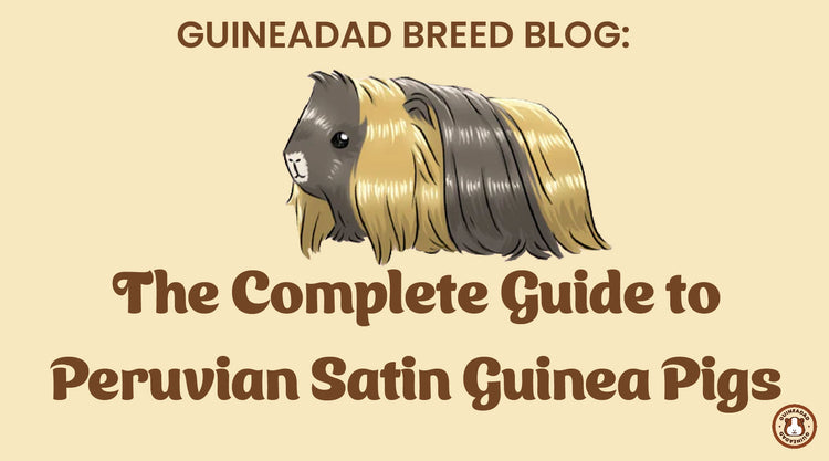 The Complete Guide to Peruvian Satin Guinea Pigs – GuineaDad