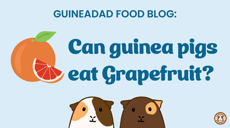 GuineaDad Food Blog: Can guinea pigs eat grapefruit?