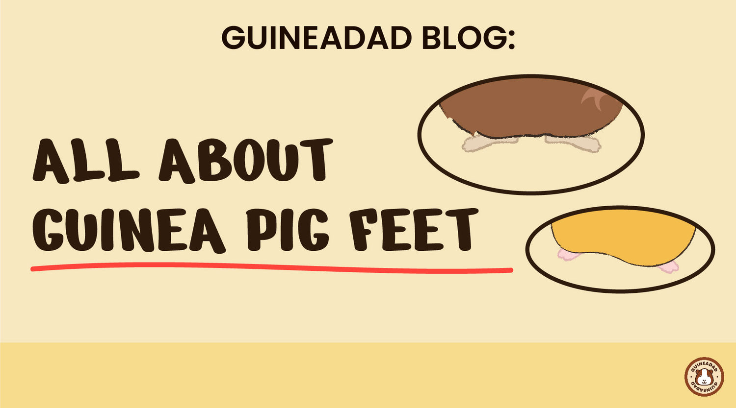 All about guinea pig feet – GuineaDad