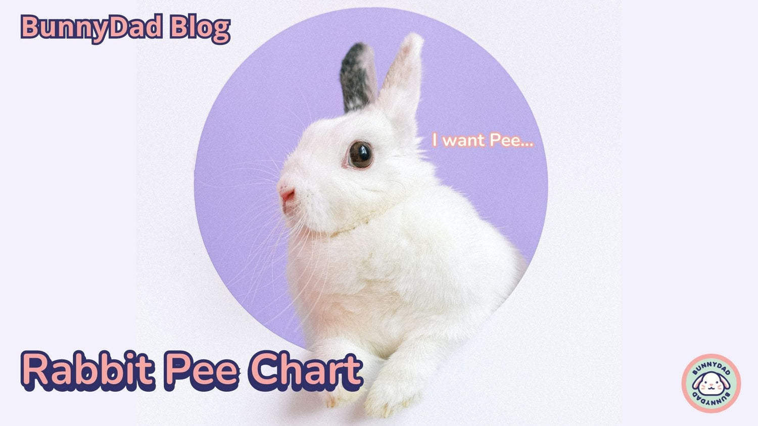Rabbit Pee Chart - How to tell if your rabbit's healthy by looking at ...