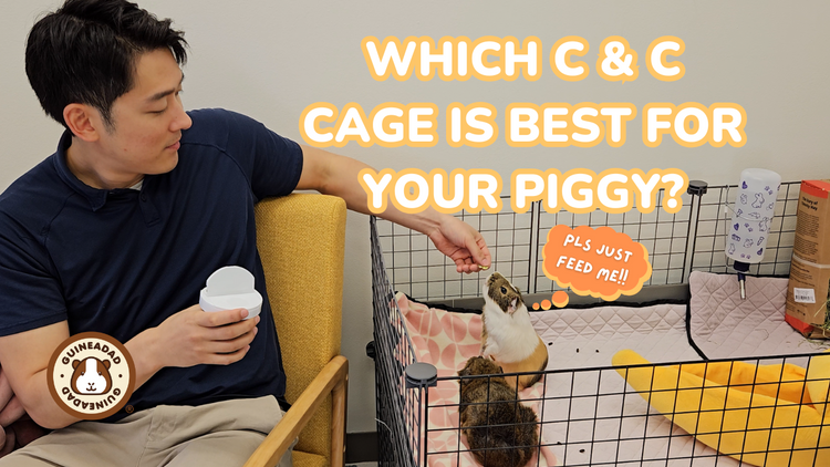 The Ultimate Guide to C&C Cages for Your Guinea Pigs – GuineaDad