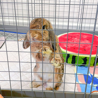 BunnyDad Bunny Condo Rabbit Cage (C&C) – GuineaDad