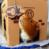 Guinea Pig Home - Guinea Pig Cardboard House - GuineaDad